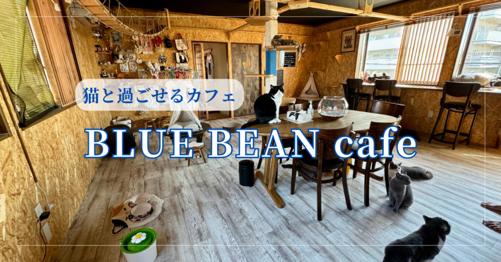 瀬谷｜猫カフェ「BLUE BEAN cafe」ブリティッシュショートヘア専門のお店｜瀬谷なび
