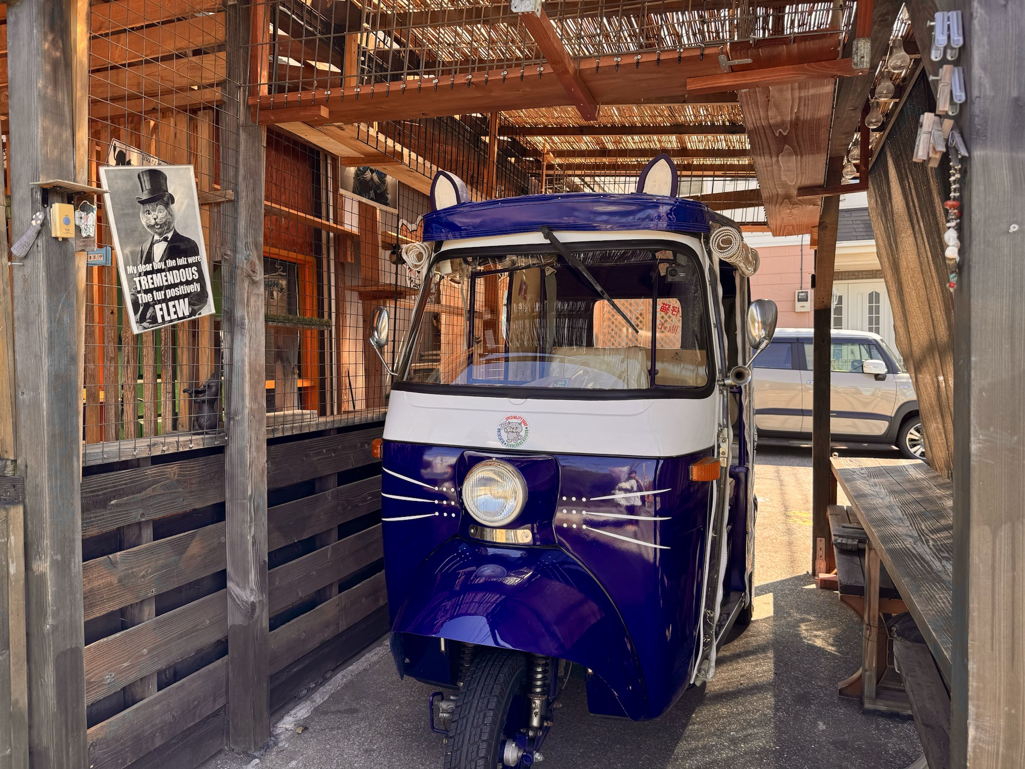 瀬谷｜猫カフェ「BLUE BEAN cafe」ブリティッシュショートヘア専門のお店｜瀬谷なび