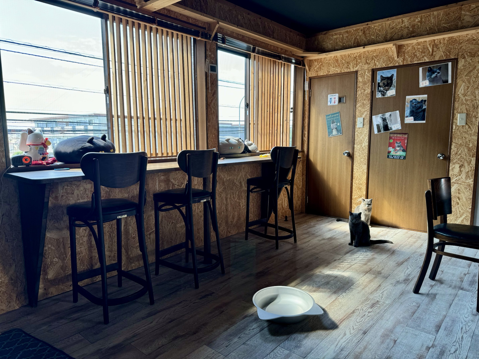 瀬谷｜猫カフェ「BLUE BEAN cafe」ブリティッシュショートヘア専門のお店｜瀬谷なび