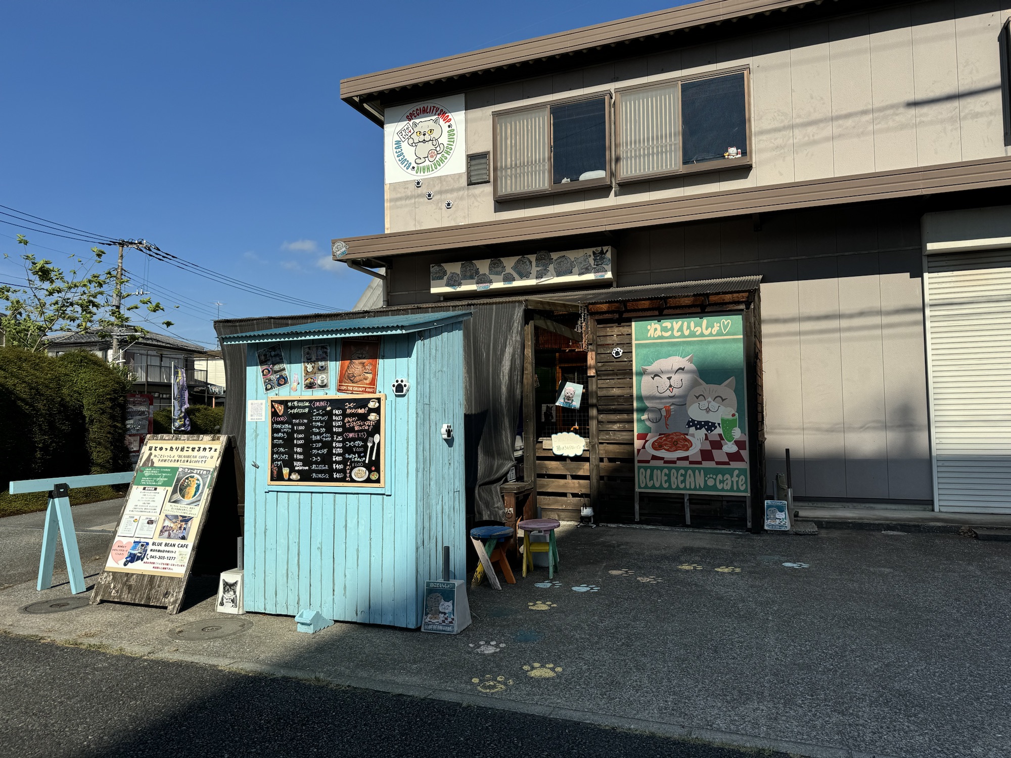 瀬谷｜猫カフェ「BLUE BEAN cafe」ブリティッシュショートヘア専門のお店｜瀬谷なび